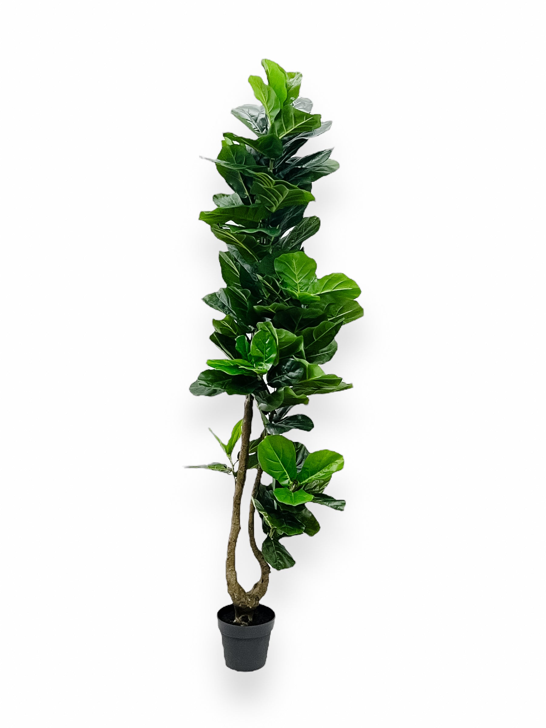 Fiddle Leaf Fig Tree – The Fat Chair